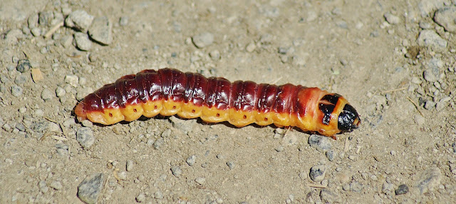 (AWD)....... AMSTERDAMSE WATERLEIDING DUINEN: Nachtvlinders