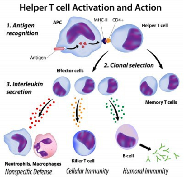 Autoimun: Pengertian Imunologi