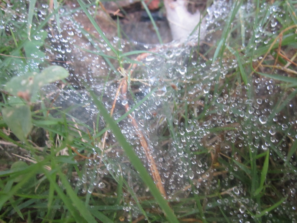 Cynodon Dactylon (Karuka Grass) | KERALA NATURE AND AYURVEDA
