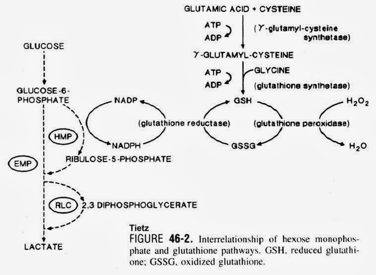Biochemistry Class notes: RBC Metabolism Notes (Part 3) : Energy metabolism