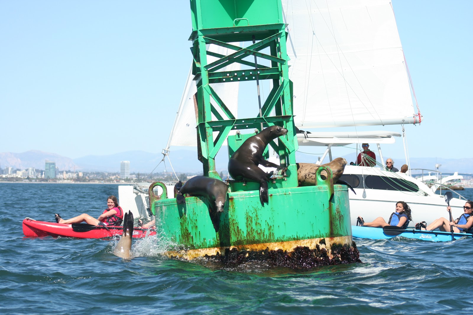 Fun Cat Sailing Catamaran Adventures: 2 in 1 Catamaran / Sea Kayaking ...