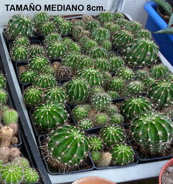 Venta de Cactus y Suculentas