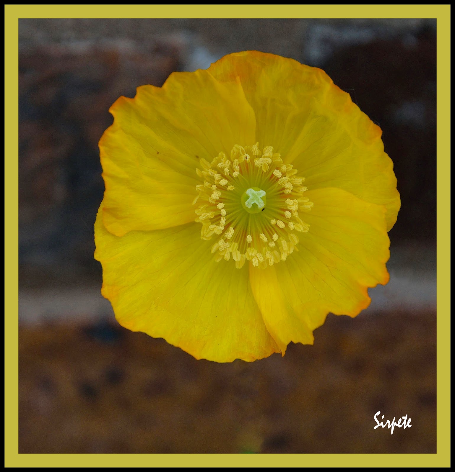 Sirpete's Pic's: Yellow Poppy.