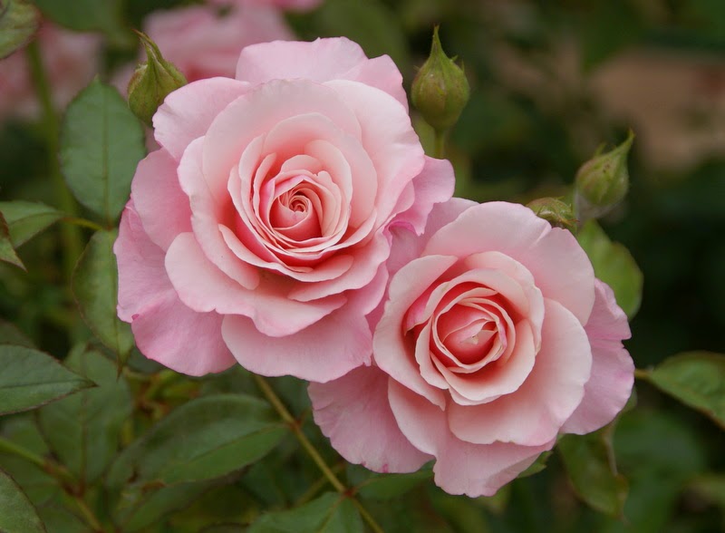Organic Garden Dreams: August Roses