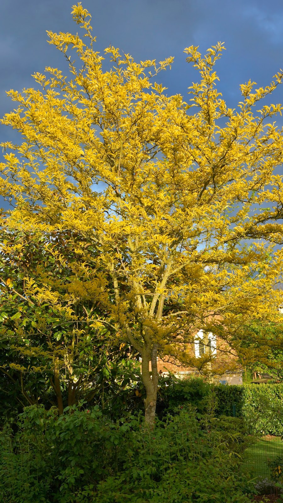 Mes arbres en photo. My trees photo. 私の木々の写真: Févier Gleditsia ...