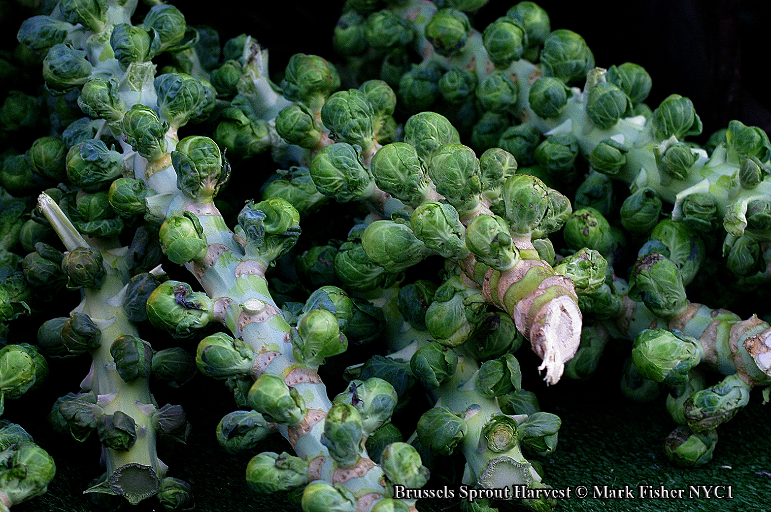 Mark_Fisher_Creative: Stalk With Color • Mark Fisher Creative ...