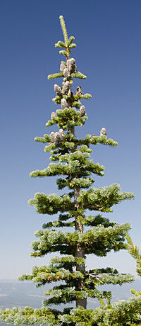 Northwest Conifer Connections: Focus on Subalpine Fir