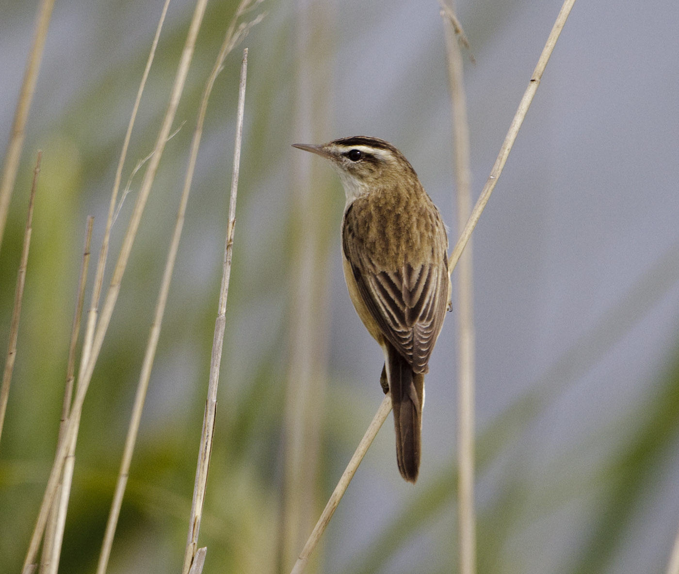 pewit: Sedge Warbler