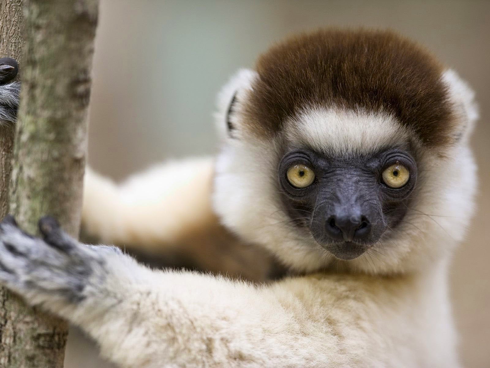 Top 52 Most Cute And Innocent Monkey Wallpapers In Full HD | HDmasha