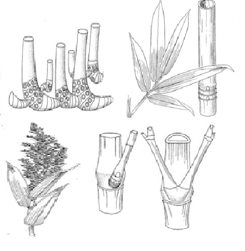 Kebun Bambu: Identifikasi Bambu