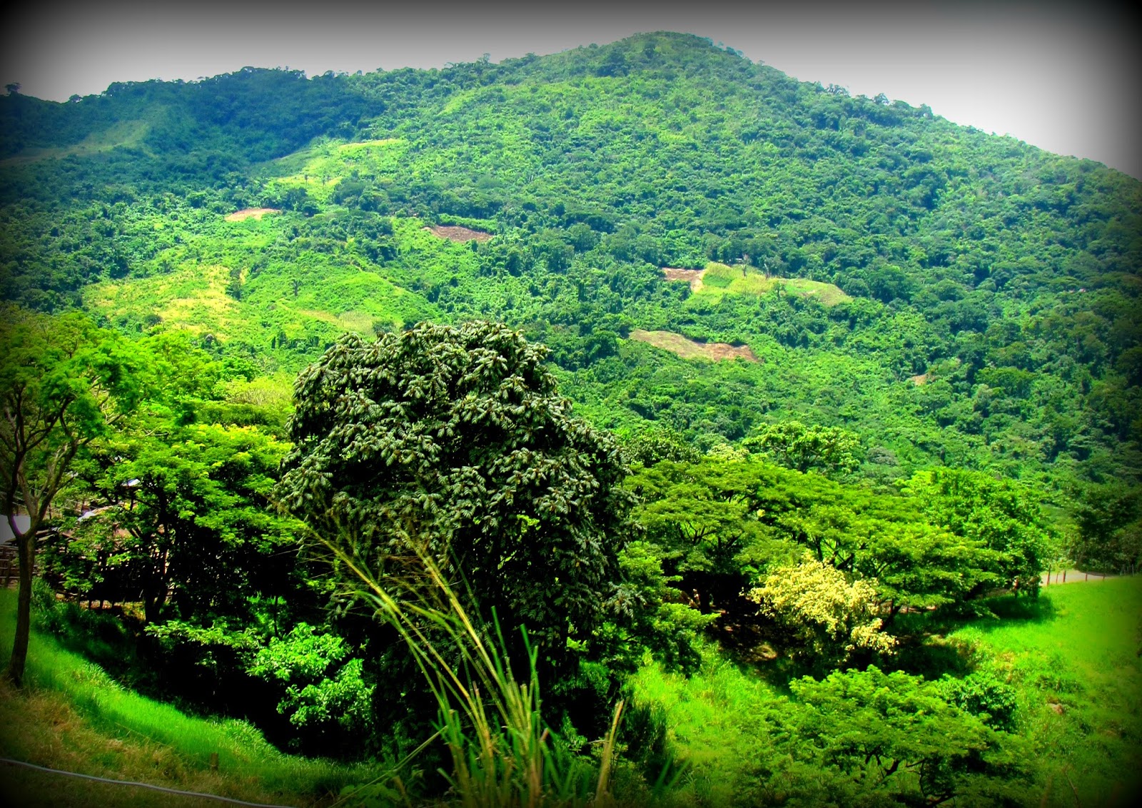 Llano Extremo un mundo megadiverso: Kartán, Cartan, Balaústre ...