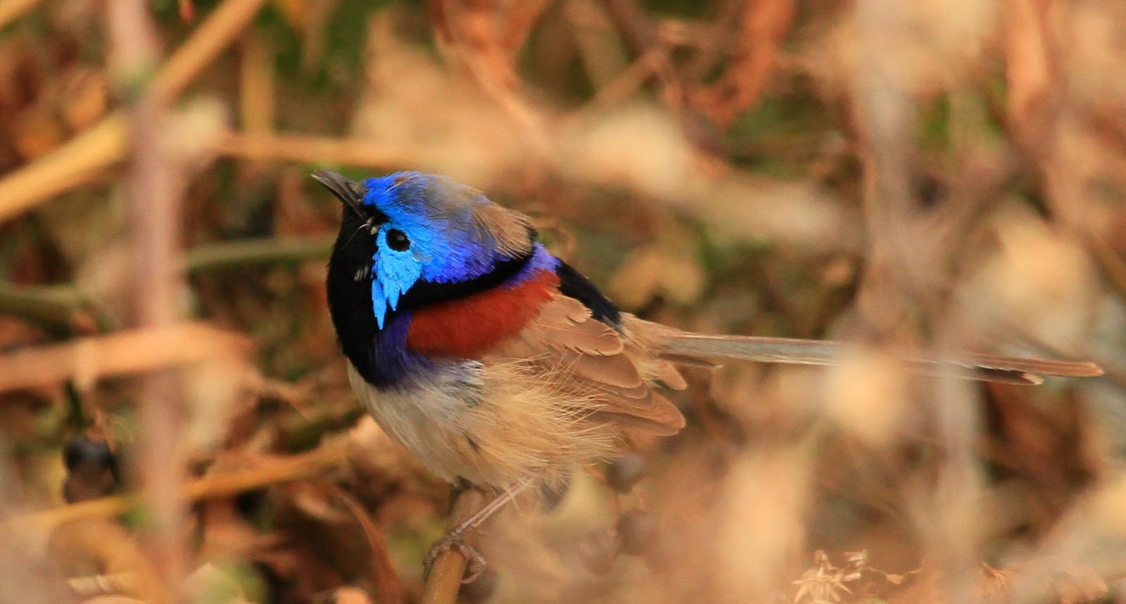 Richard Waring's Birds of Australia: Fairy-wrens come out to play ...