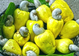 Aralin sa Filipino: Alamat ng Kasoy