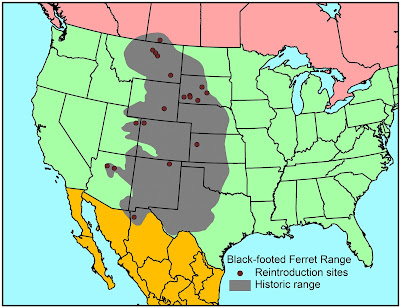 Group 2: The Black-Footed Ferret by Amanda Braga