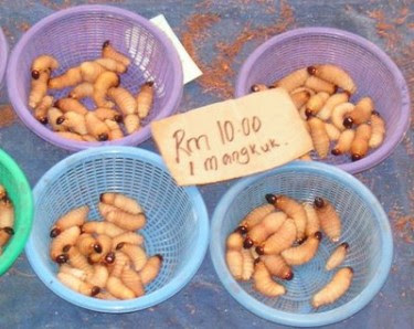 Cyber Info: Ulat Mulong