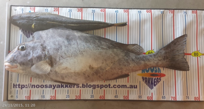 Noosa Yakkers Trip Reports: Spots, snaps, schoolies. 29Nov15