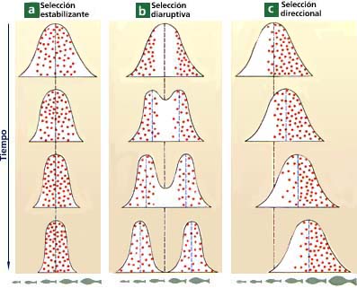 Biologia: Tipos de selección