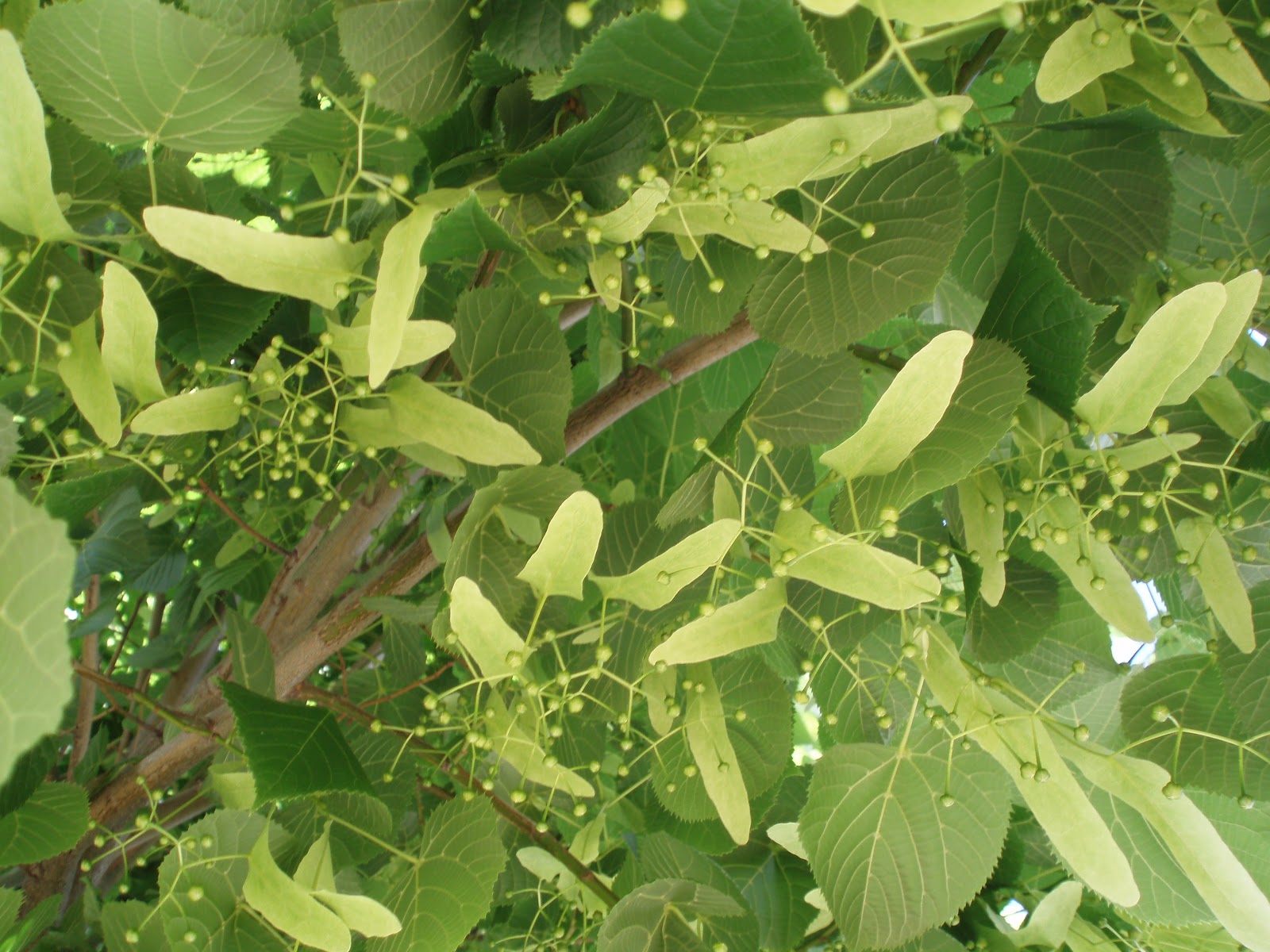 Desde "El Llano Bullas": Tilo