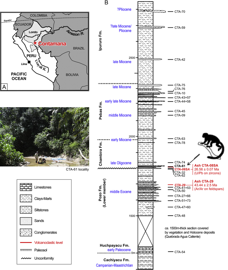 Species New to Science: [PaleoMammalogy• 2016] Canaanimico amazonensis ...