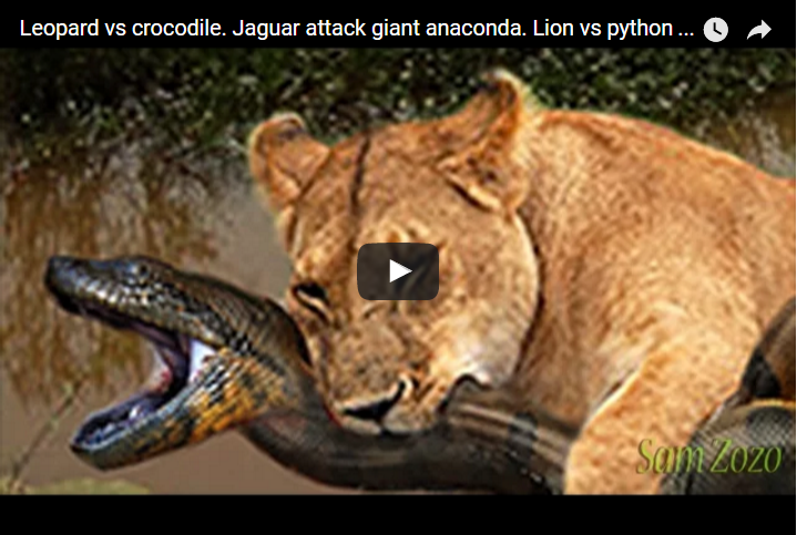 Leopard vs crocodile. Jaguar attack giant anaconda. Lion vs python ...