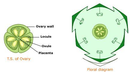 TO MY DEEPAK SIR (SHYAM S VYAS): Lesson 8: Morphology of Flowering Plants