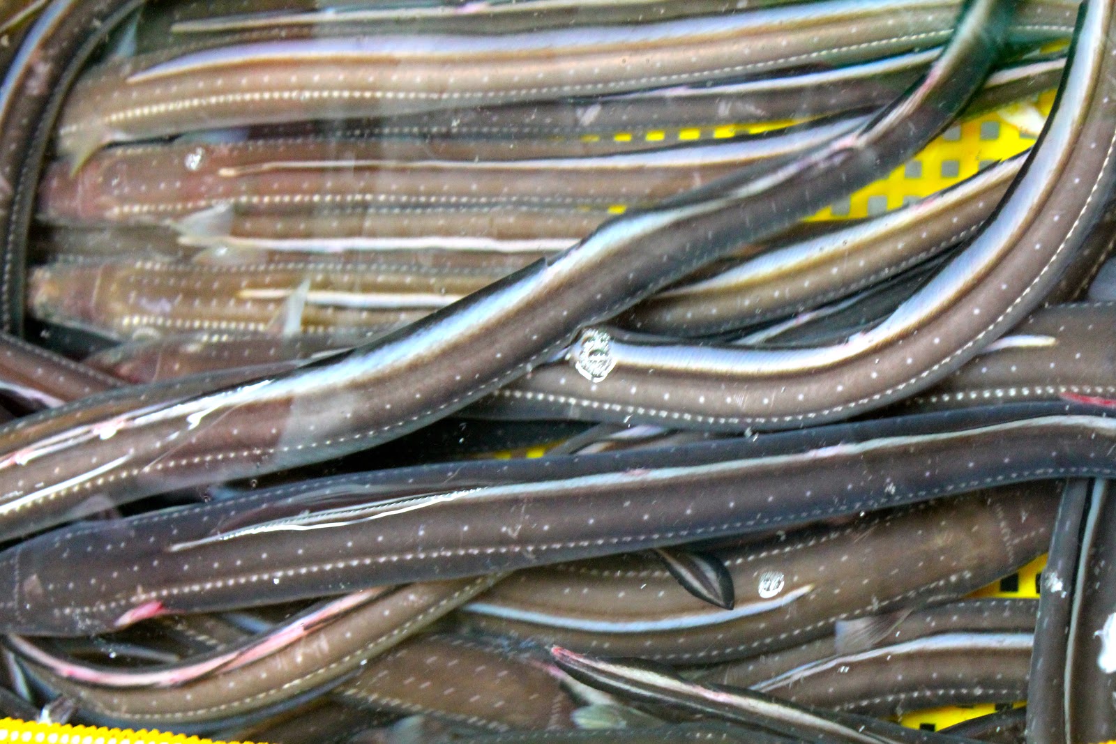 Brittons Abroad: Jagalchi Fish Market