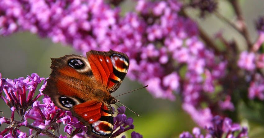 LEPIDOPTERA from Home: Nymphalis io