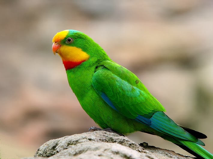 Superb Parrot ~ Birds World