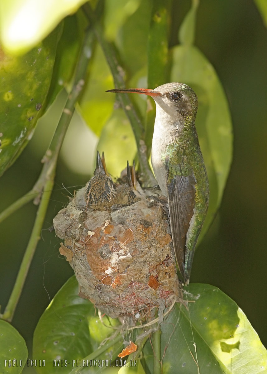 mis fotos de aves: Chlorostilbon lucidus Picaflor Verde Glittering ...