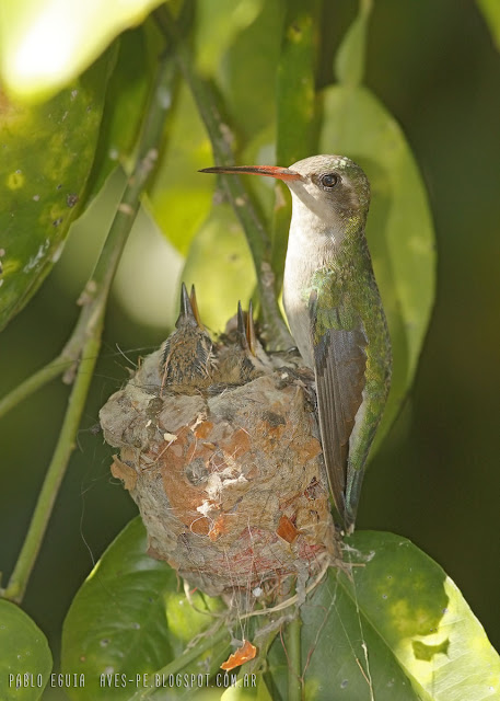 mis fotos de aves: Chlorostilbon lucidus Picaflor Verde Glittering ...