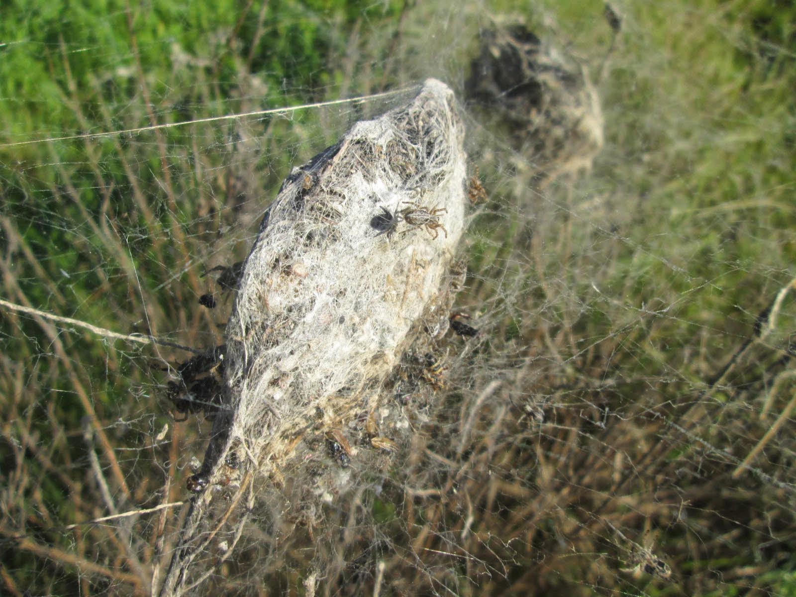 Meadowridge Common: Community Nest Spiders