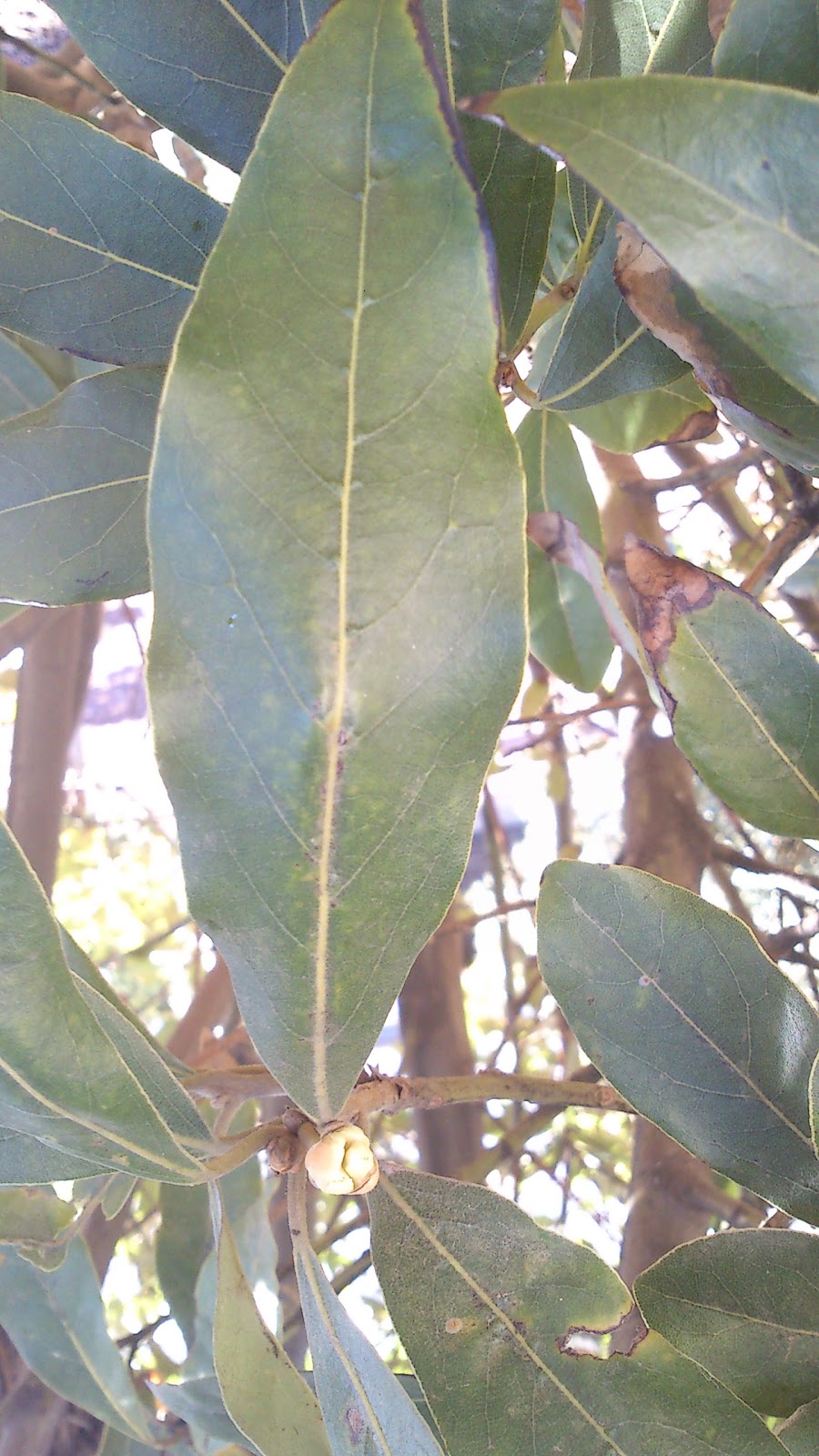 Guía Didáctica de Flora del Jardín del IES La Laboral: Laurel o Loro