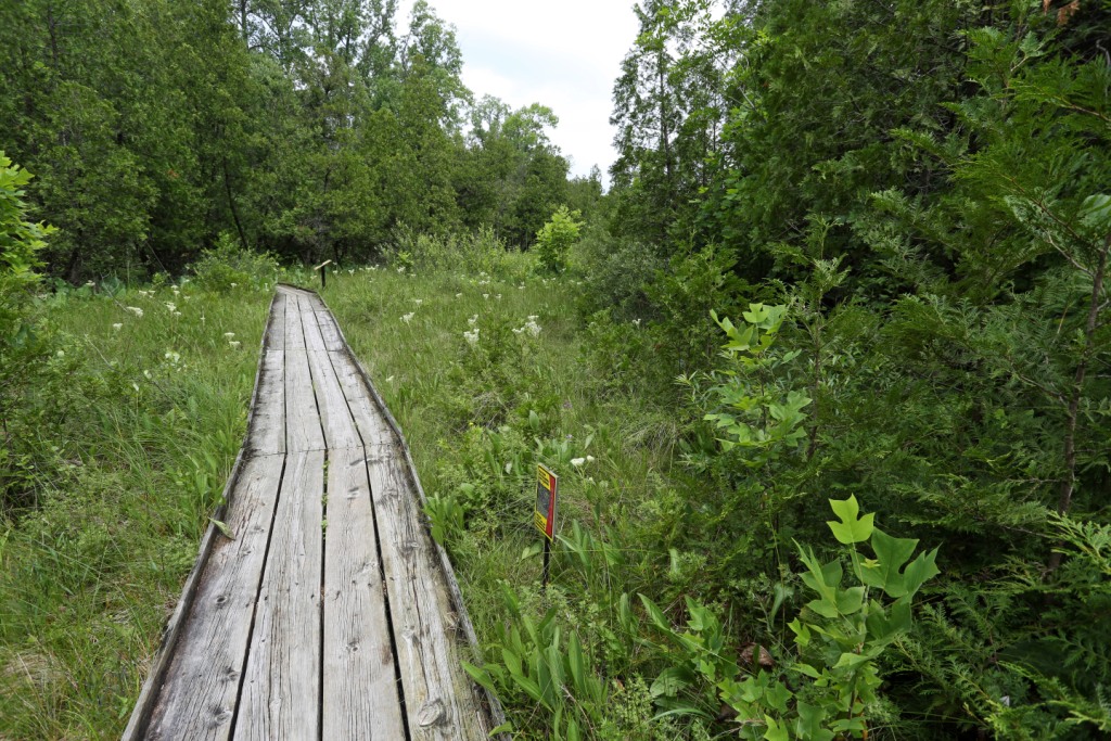 Ohio Birds and Biodiversity: Rare plants of Cedar Bog