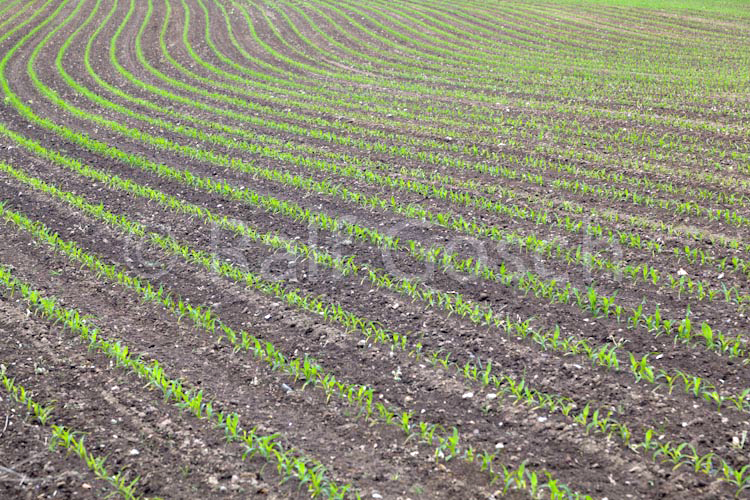 Ralf Gosch - Fotografie: Maisfeld