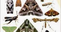 scince&maths: Peterson Field Guide to Moths of Northeastern North America