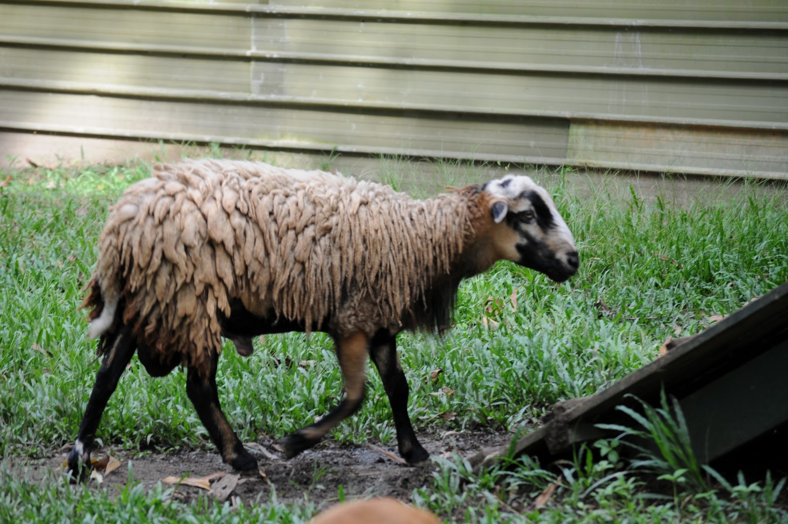 Crocodile Farm: CROCODILE FARM IN MIRI, SARAWAK