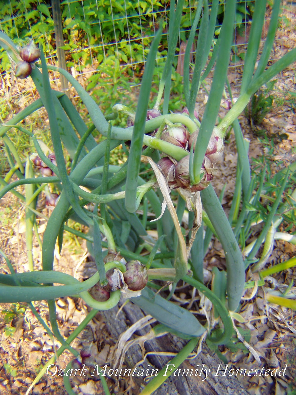 Ozark Mountain Family Homestead: June on the Homestead
