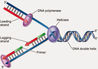 PERCOBAAN VII - Isolasi DNA ( Praktikum Biokimia ) - Blog Najih