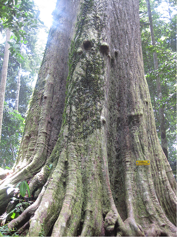 Forest Dweller: A Trip to Cengal Besar Sg. Loh, Hulu Dungun, Terengganu