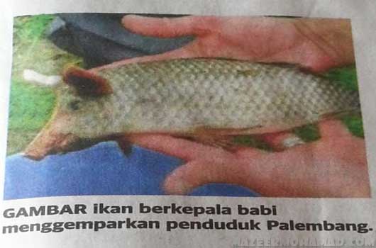infoTERKINI: Ikan Berkepala Babi - Kecoh di Internet