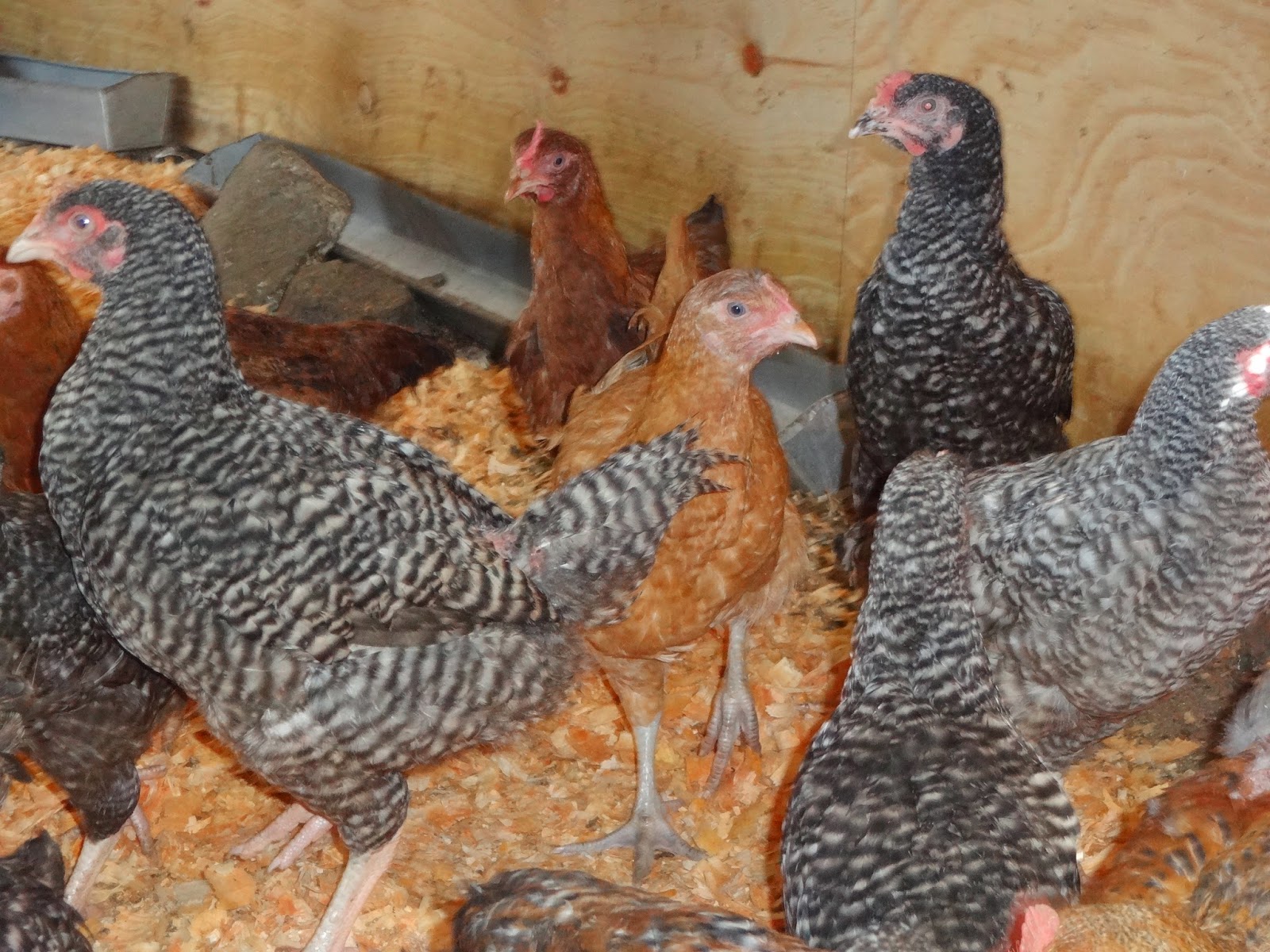 Developments in rural areas across the world: 2014