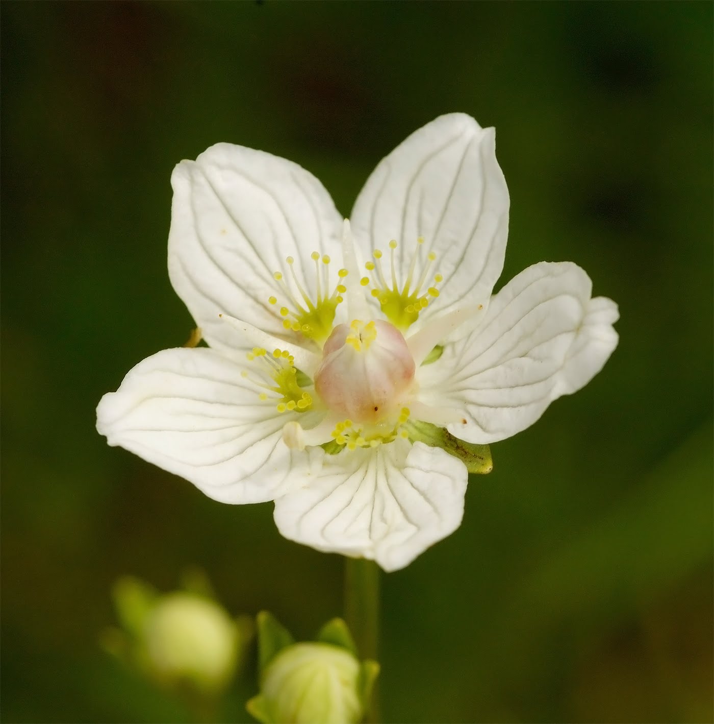Scottish Wildlife Blog: Pappert Hill, West Dunbartonshire