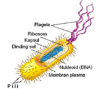Pengertian, Contoh dan Struktur Sel Prokariotik dan Eukariotik serta ...