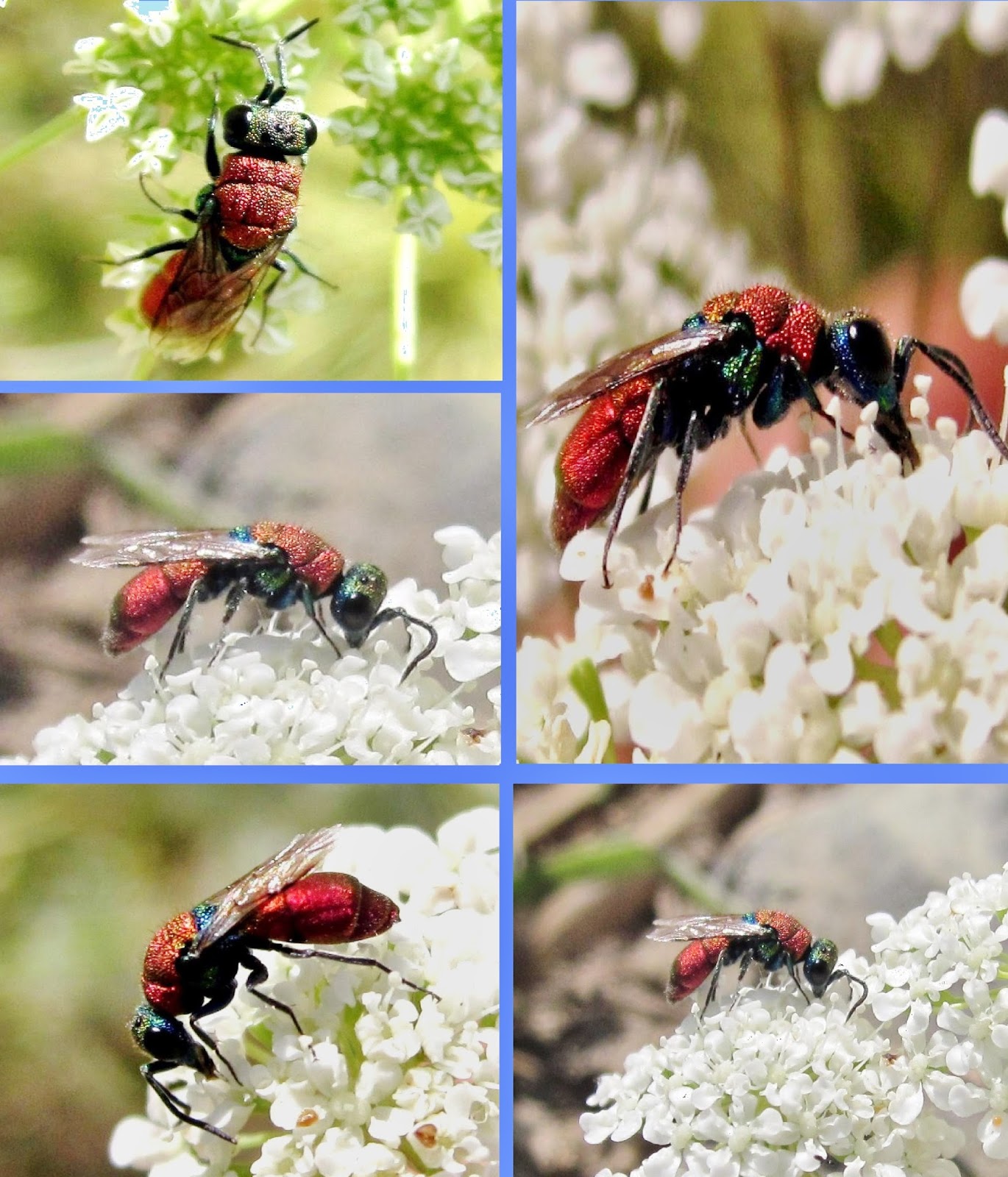 Biodiversity of Cyprus by NGO Protection of the Natural Heritage and ...