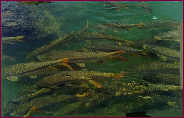 Jai Mata Di: The leaning temple of Dhama