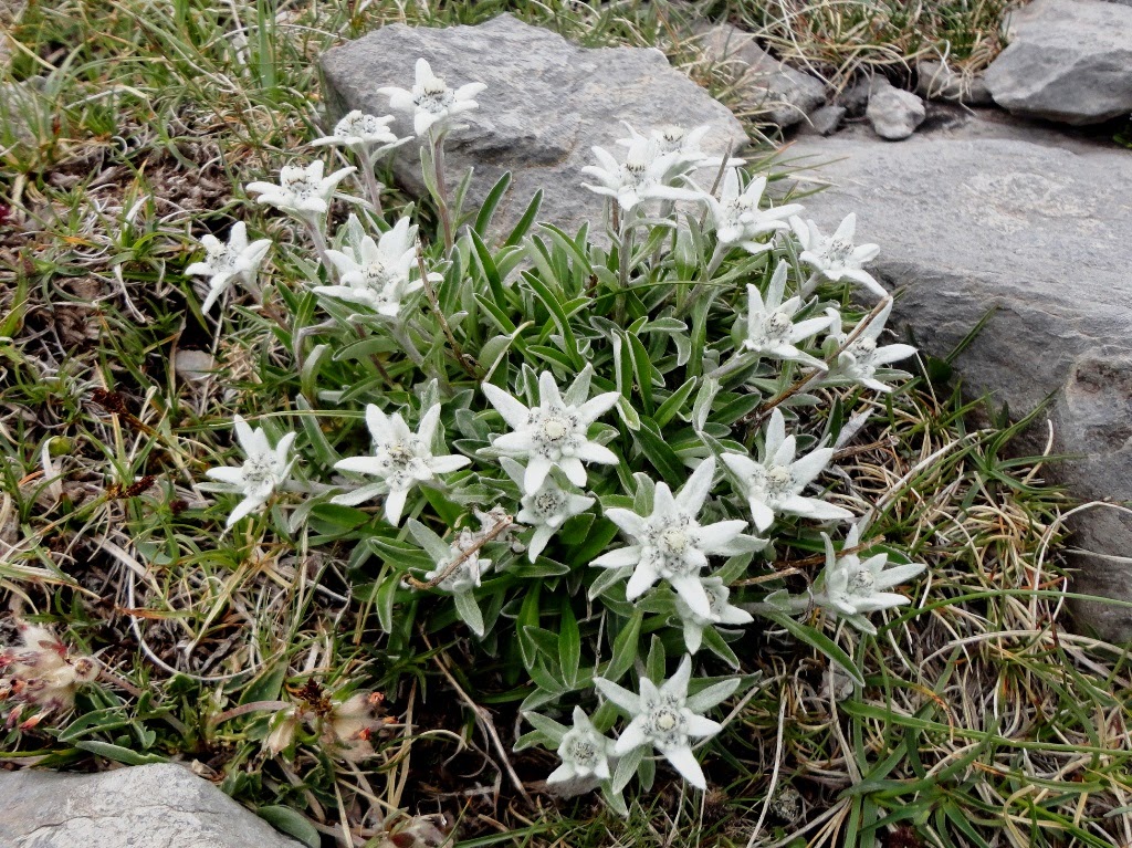 Montesymasdebucuesa: 48-14. SAMOLA BAJA DESDE LA FUENTE DEL PACO. 5-7-2014.