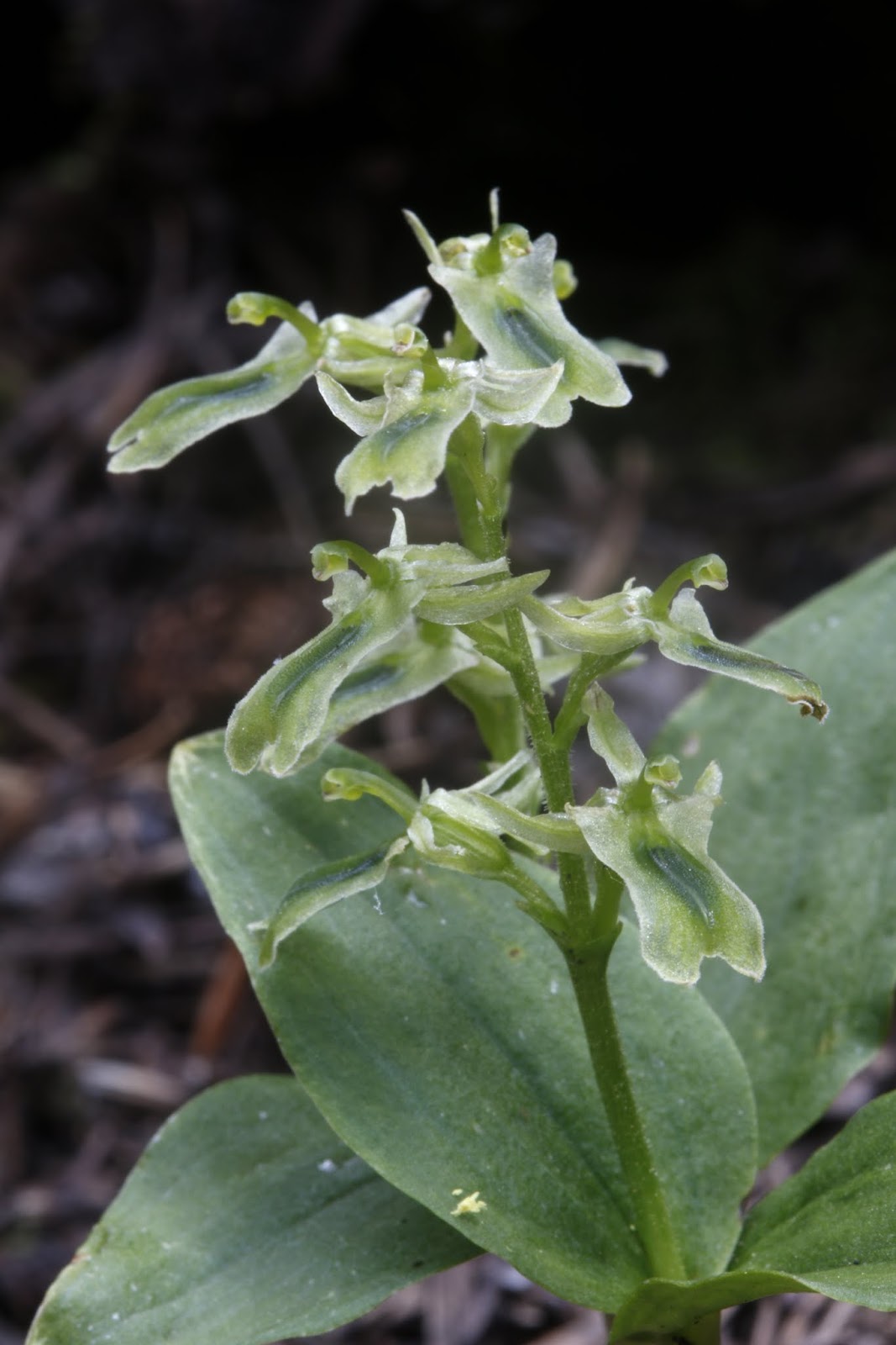 Native Orchids of the Pacific Northwest and the Canadian Rockies (and ...