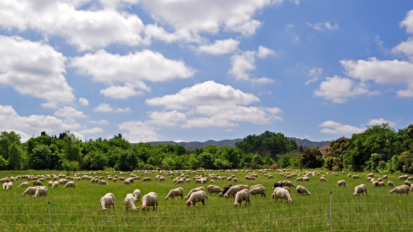Guernsey Soil & Water Conservation District: Ohio Forage and Grassland ...