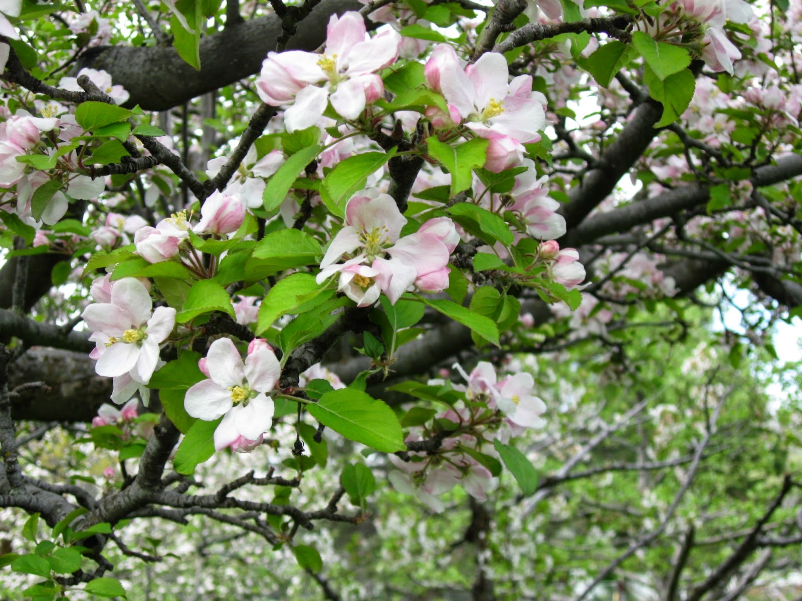 Avella Orchard: Blue Pearmain apple