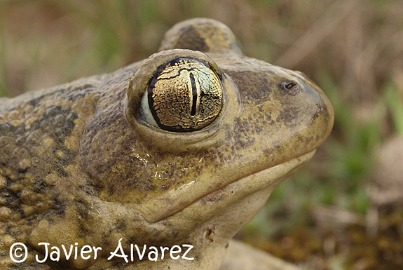 Anfibios y Reptiles de La Rioja: Identificación de sapos "grandes"